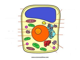 plant cells | PPTX