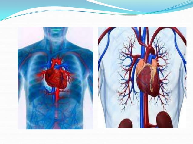 Human Cardiac System | PPTX | Heart and Cardiovascular Diseases ...