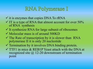 RNA polymerase | PPSX
