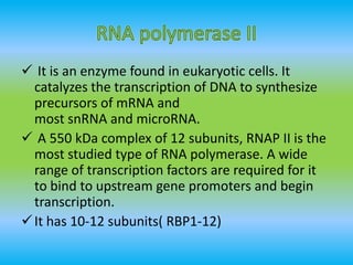 RNA polymerase | PPSX | Biological Sciences | Science