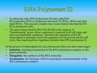 RNA polymerase | PPSX