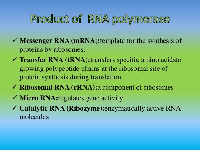 RNA polymerase
