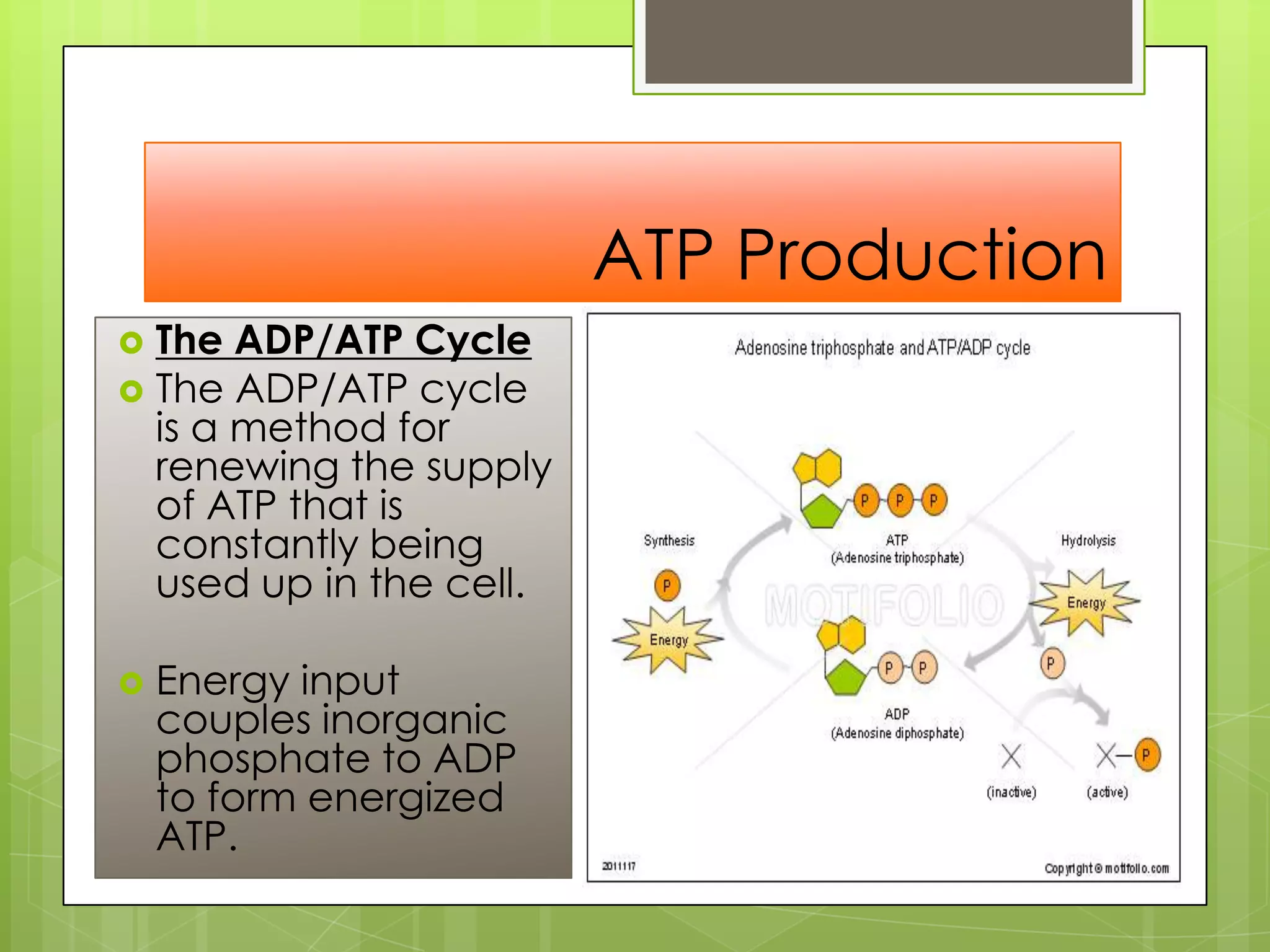 Bioenergetics (biochemistry) | PPTX