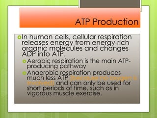 Bioenergetics (biochemistry) | PPTX