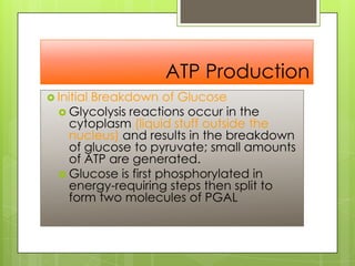 Bioenergetics (biochemistry) | PPTX