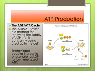 Bioenergetics (biochemistry) | PPTX