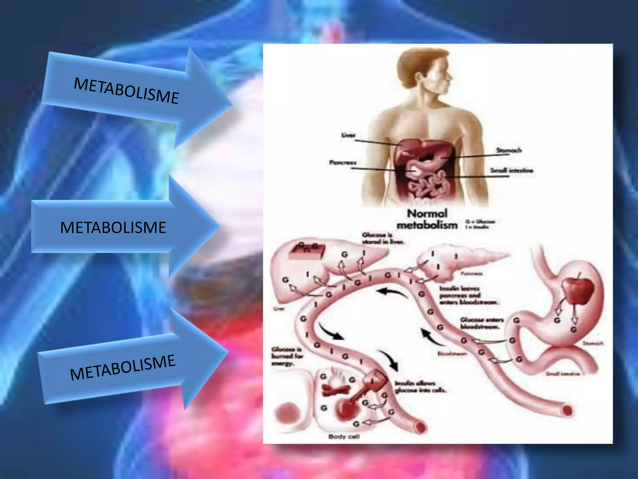 Metabolisme dan Katabolisme | PPTX