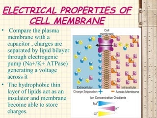 Electrophysiology | PPT