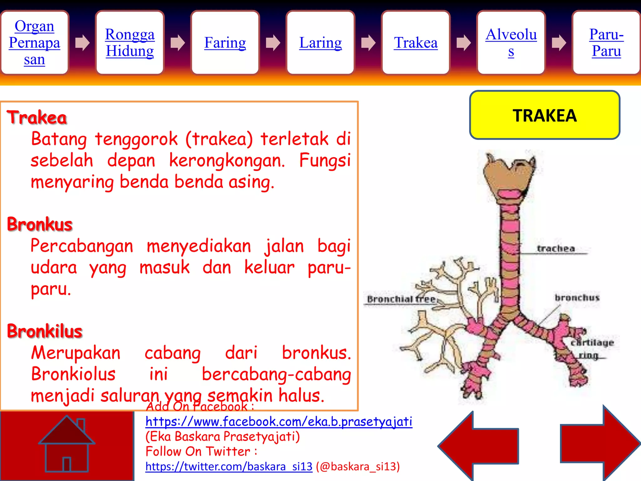 sistem pernapasan pada manusia | PPTX