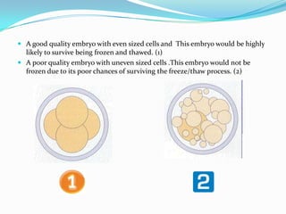 The bank of embryo and the process of embryo Cryopreservation. | PPT
