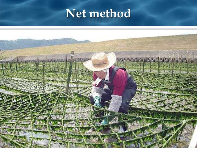 sea weed farming south east asia