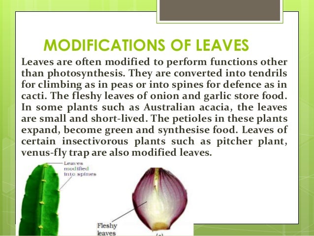 Modified Leaf Of A Plant Examples