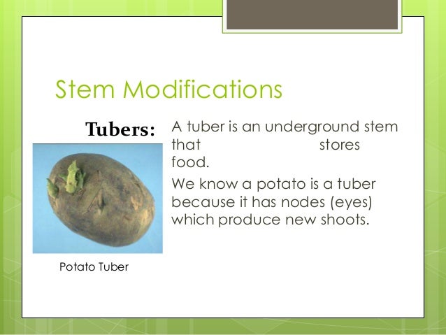 Tuber Stem