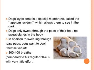 Presentation on Dogs | PPTX