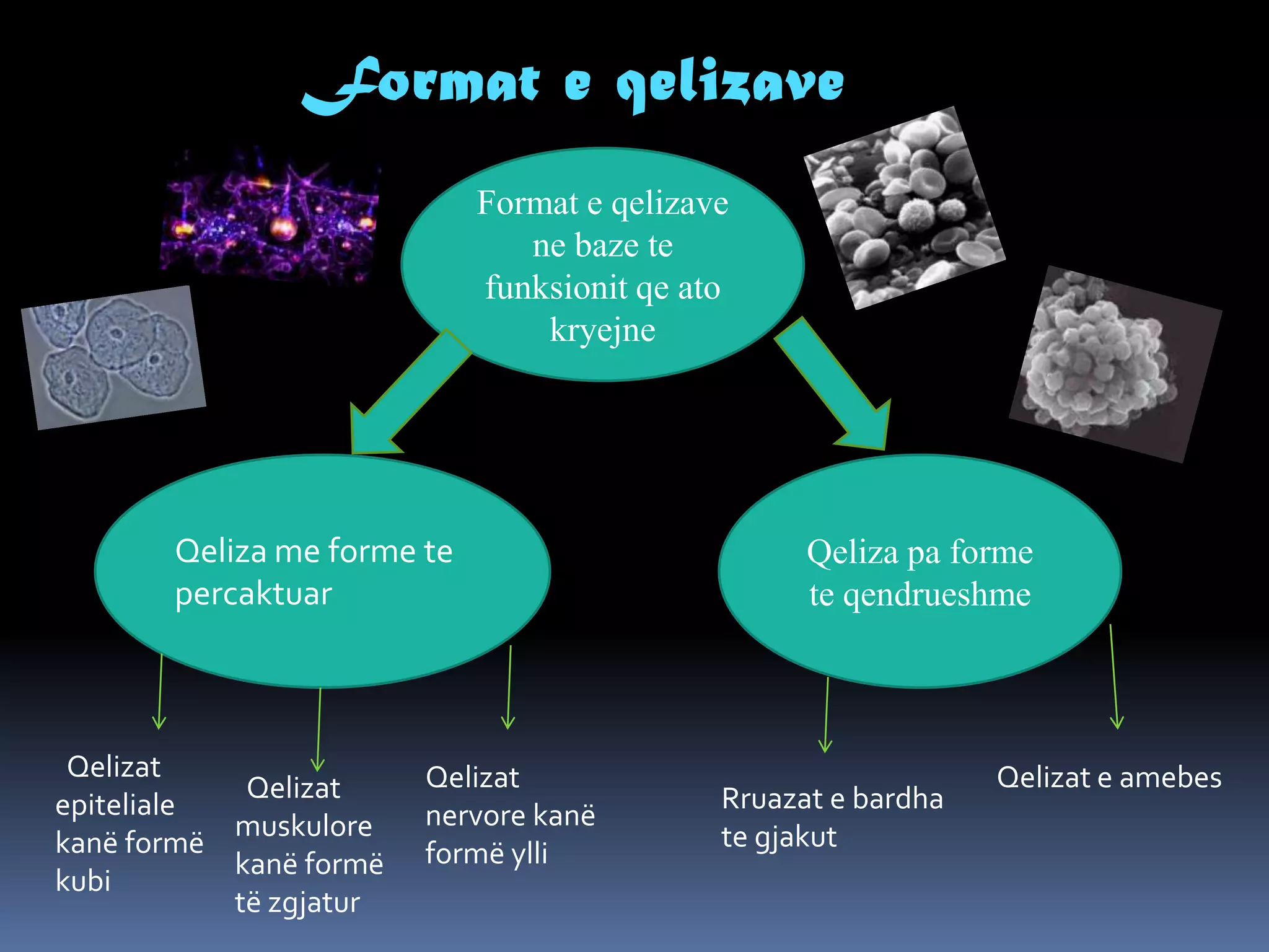 Presentation1 Qeliza dhe ndertimi i saj Arjola Mullai shkolla "Albanet ...