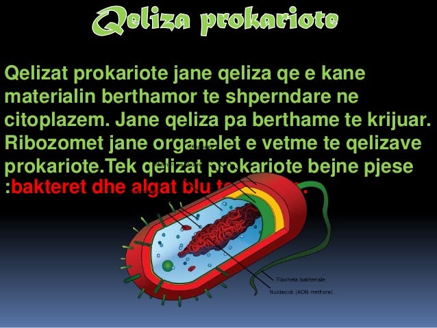 Presentation1 Qeliza dhe ndertimi i saj Arjola Mullai shkolla "Albane…