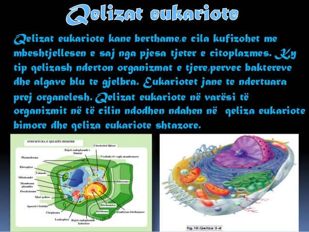 Presentation1 Qeliza dhe ndertimi i saj Arjola Mullai shkolla "Albane…