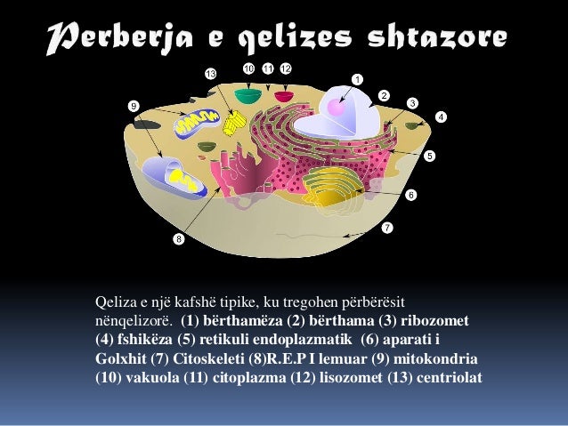 Presentation1 Qeliza dhe ndertimi i saj Arjola Mullai shkolla "Albane…