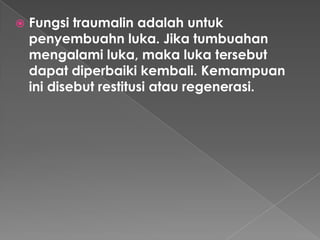 hormon gas etilen,asam absisat, asam traumalin | PPTX