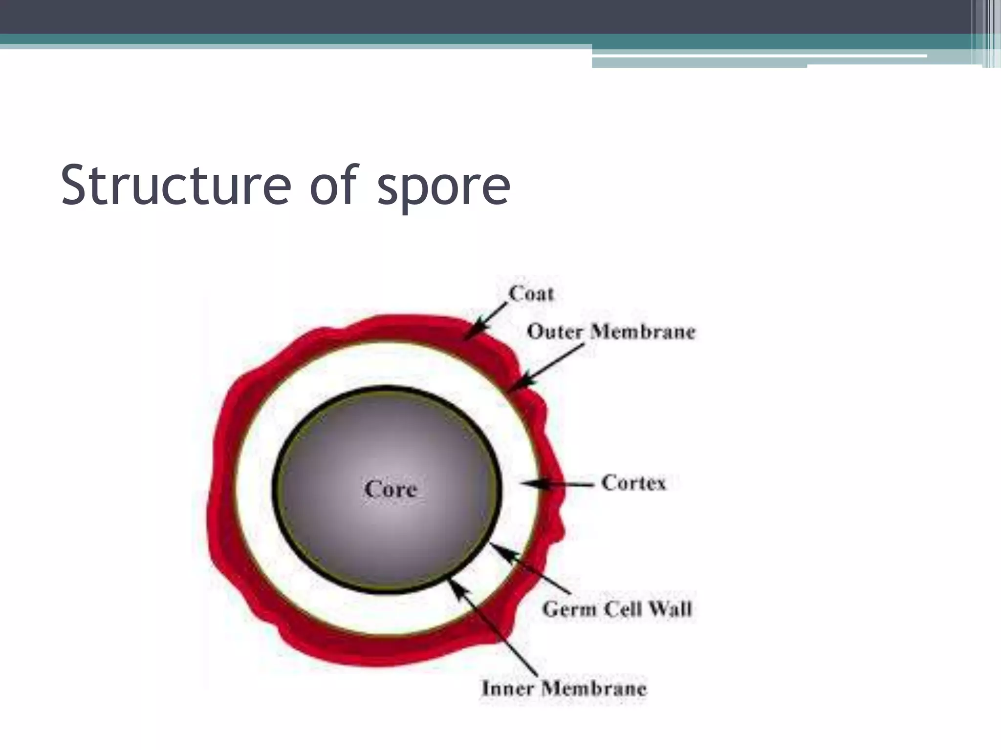 sporulation | PPTX
