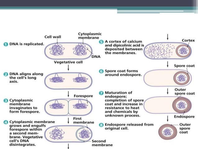 sporulation