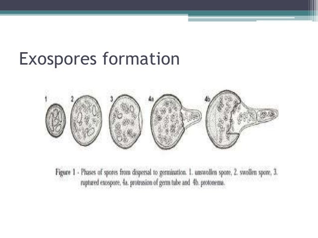 sporulation