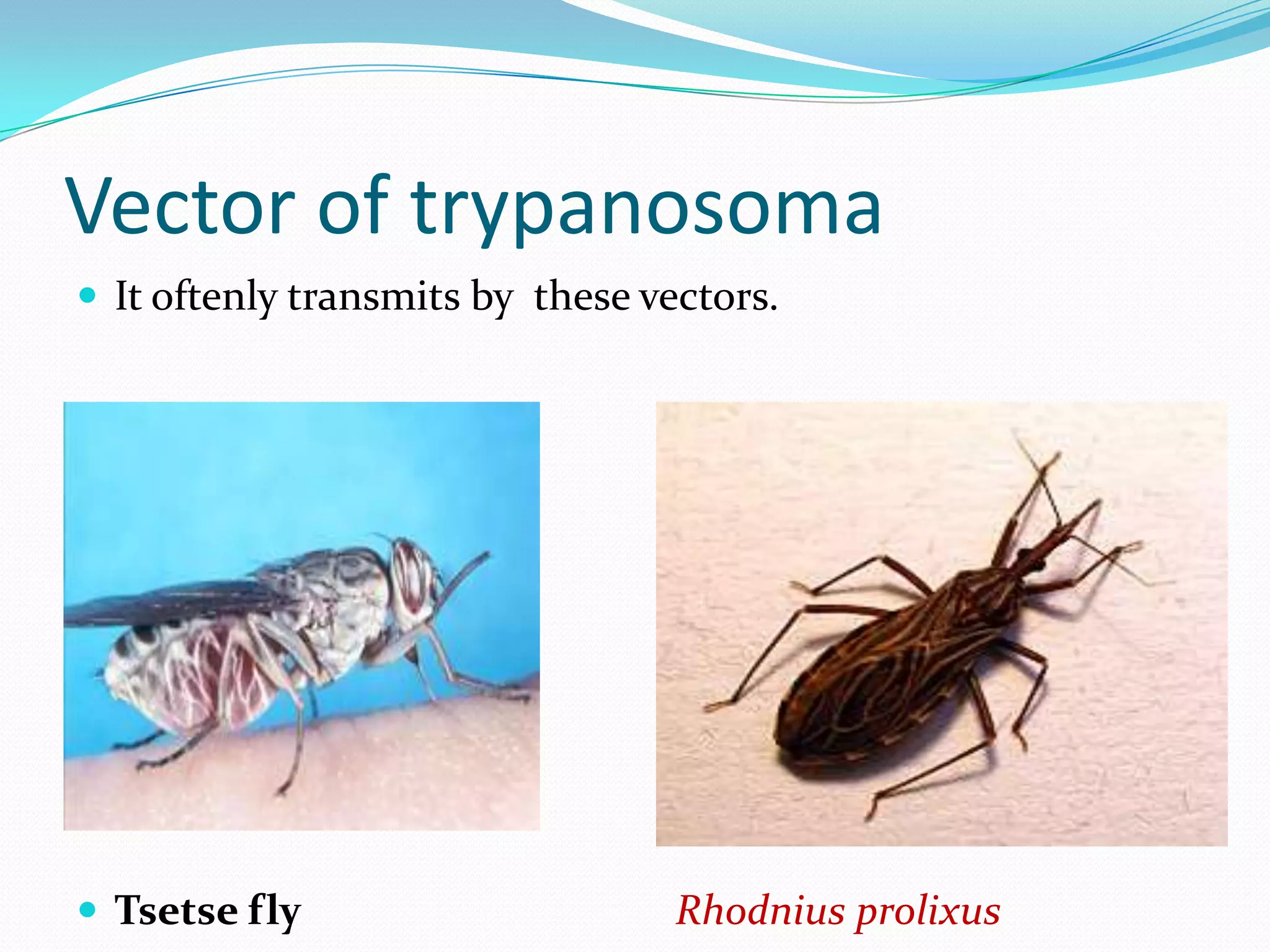 Trypanosoma | PPTX