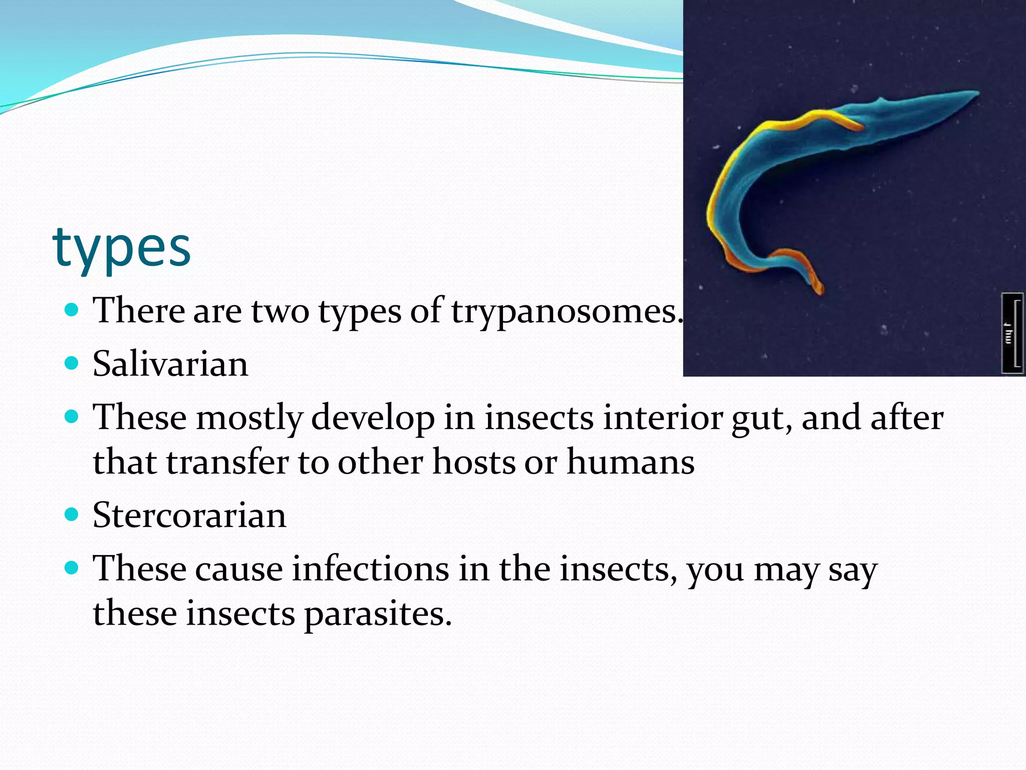 Trypanosoma | PPTX