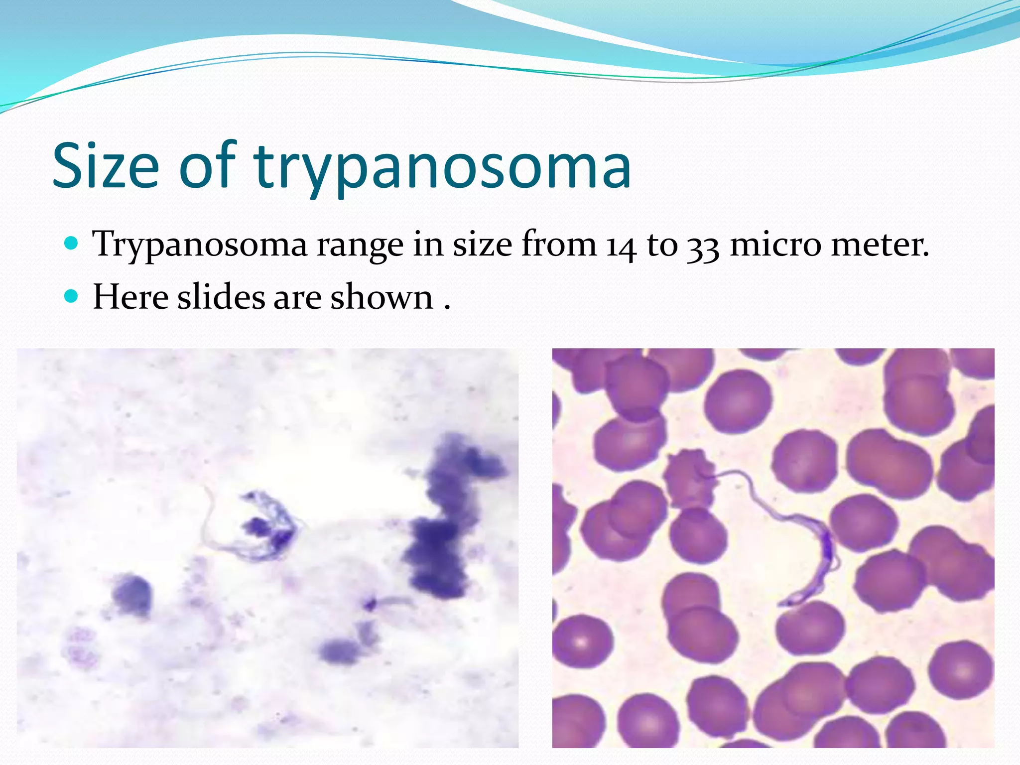Trypanosoma | PPTX | Infectious Diseases | Diseases and Conditions