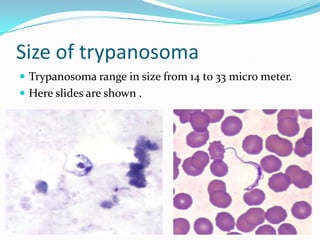 Trypanosoma | PPTX
