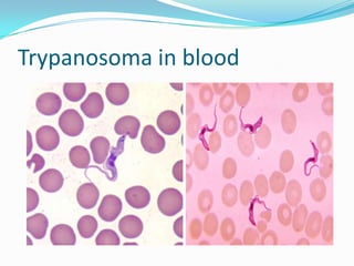 Trypanosoma | PPTX