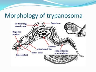 Trypanosoma Brucei Diagram