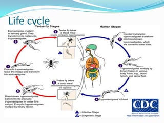 Trypanosome Life Cycle