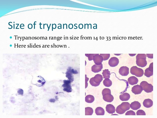 Trypanosoma Spp