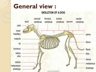 Dog Skeleton Diagram