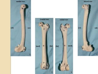 Dog Humerus Anatomy