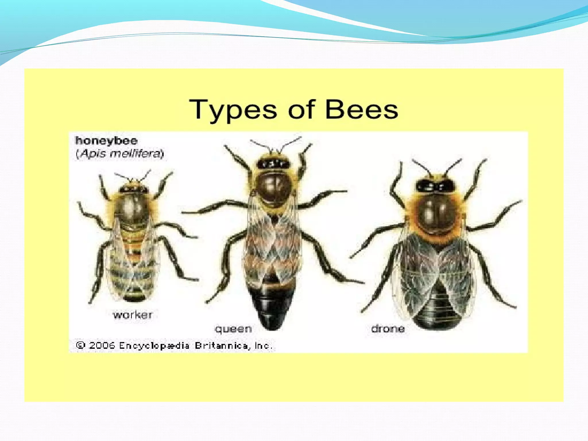 Honey Bee Biology by Madam Ayesha Department of Zoology University of ...