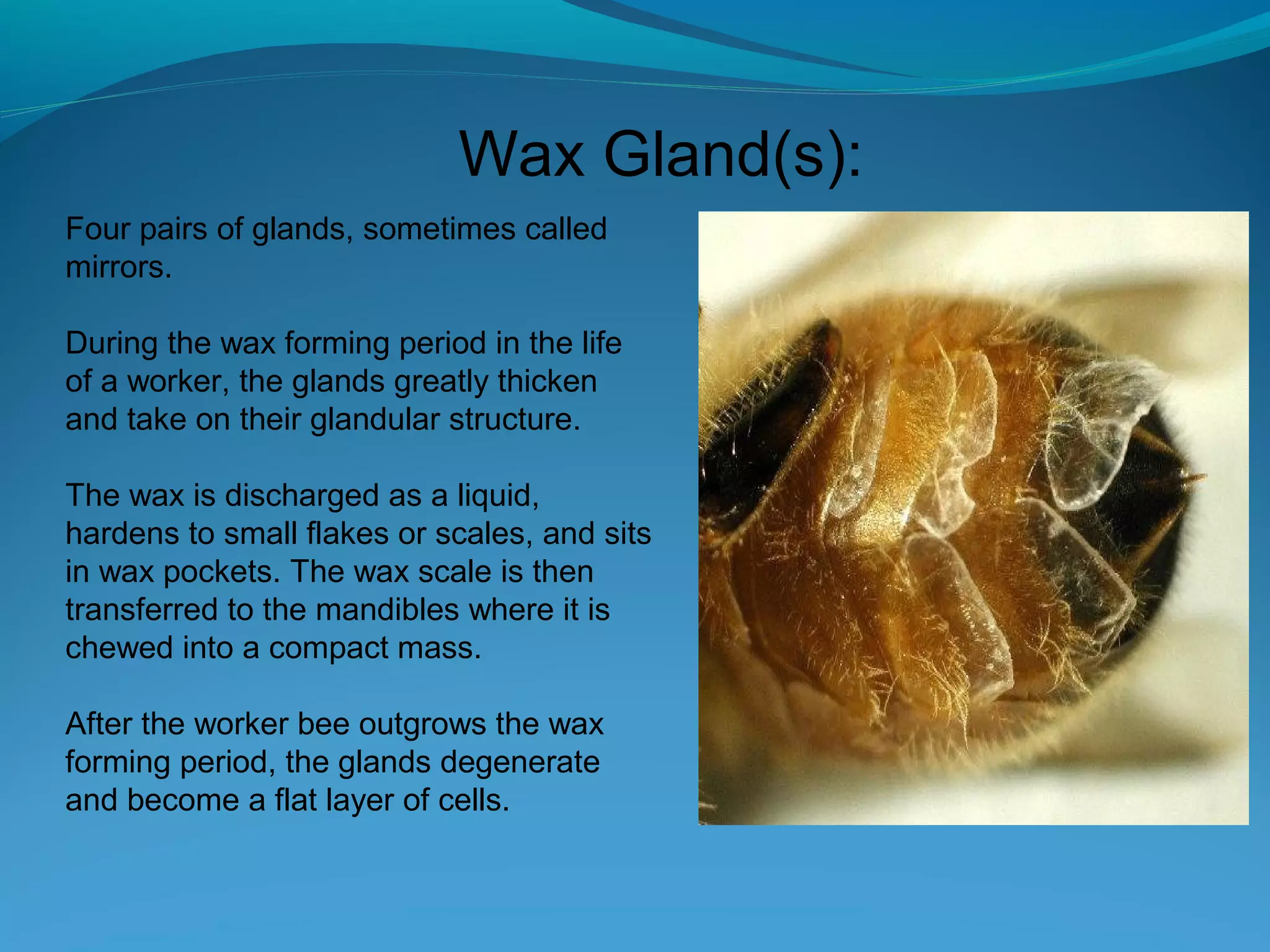 Honey Bee Biology by Madam Ayesha Department of Zoology University of ...