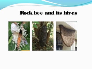 Honey Bee Biology by Madam Ayesha Department of Zoology University of ...