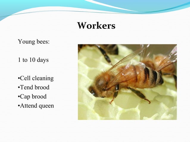Honey Bee Biology by Madam Ayesha Department of Zoology University of ...