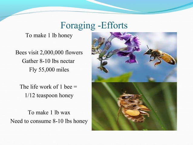 Honey Bee Biology by Madam Ayesha Department of Zoology University of ...