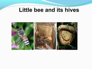 Honey Bee Biology by Madam Ayesha Department of Zoology University of ...