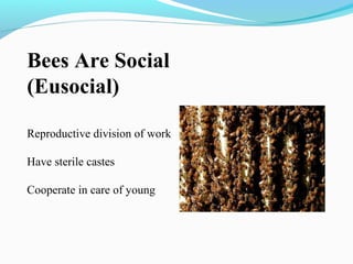 Honey Bee Biology by Madam Ayesha Department of Zoology University of ...