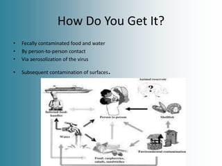Norovirus | PPTX
