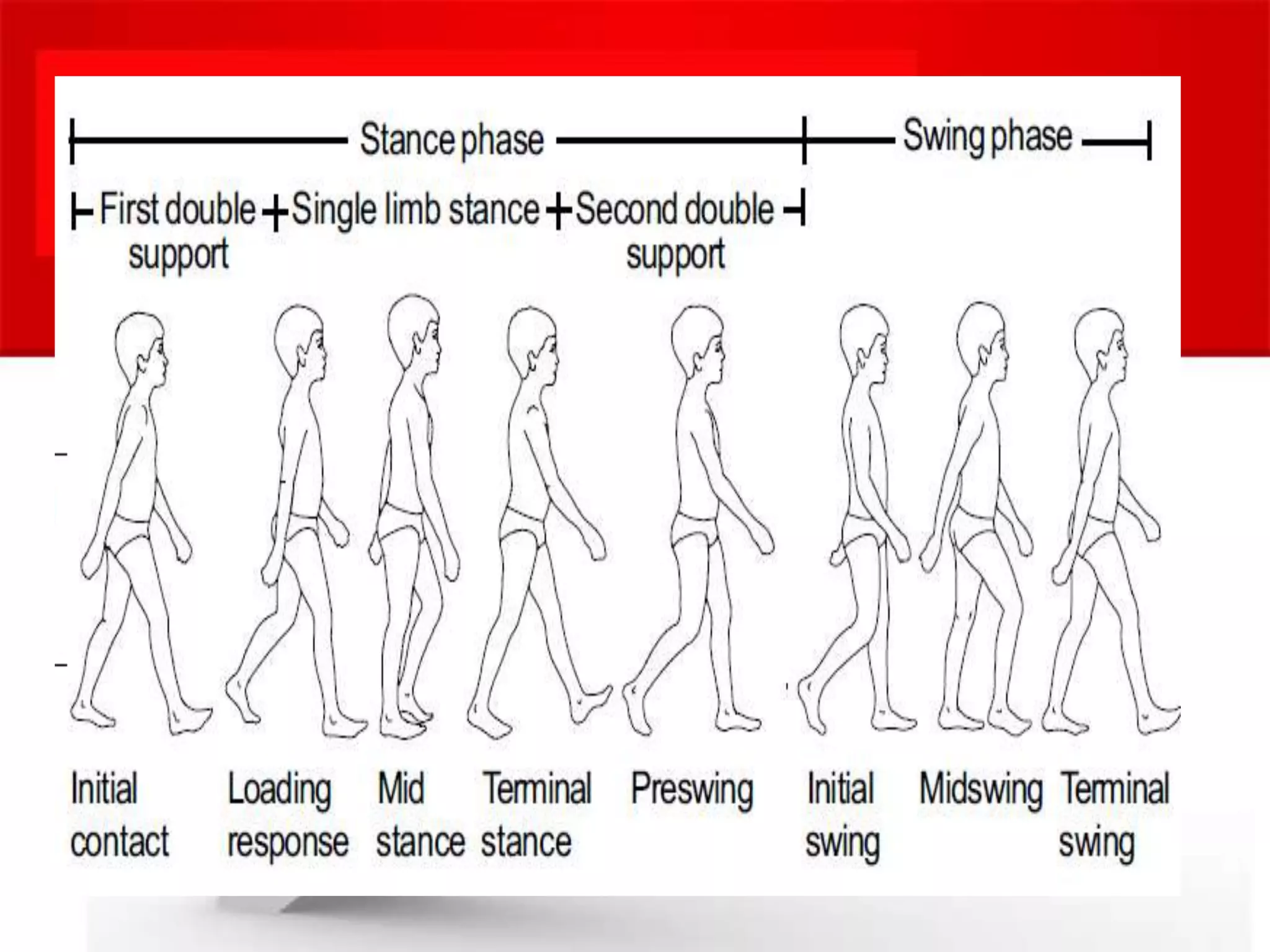 biomechanics of stair climbing | PPTX