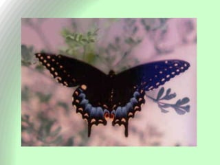 Cindy's Animal Report | PPT