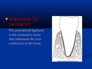Aggressive Periodontitis | PPT