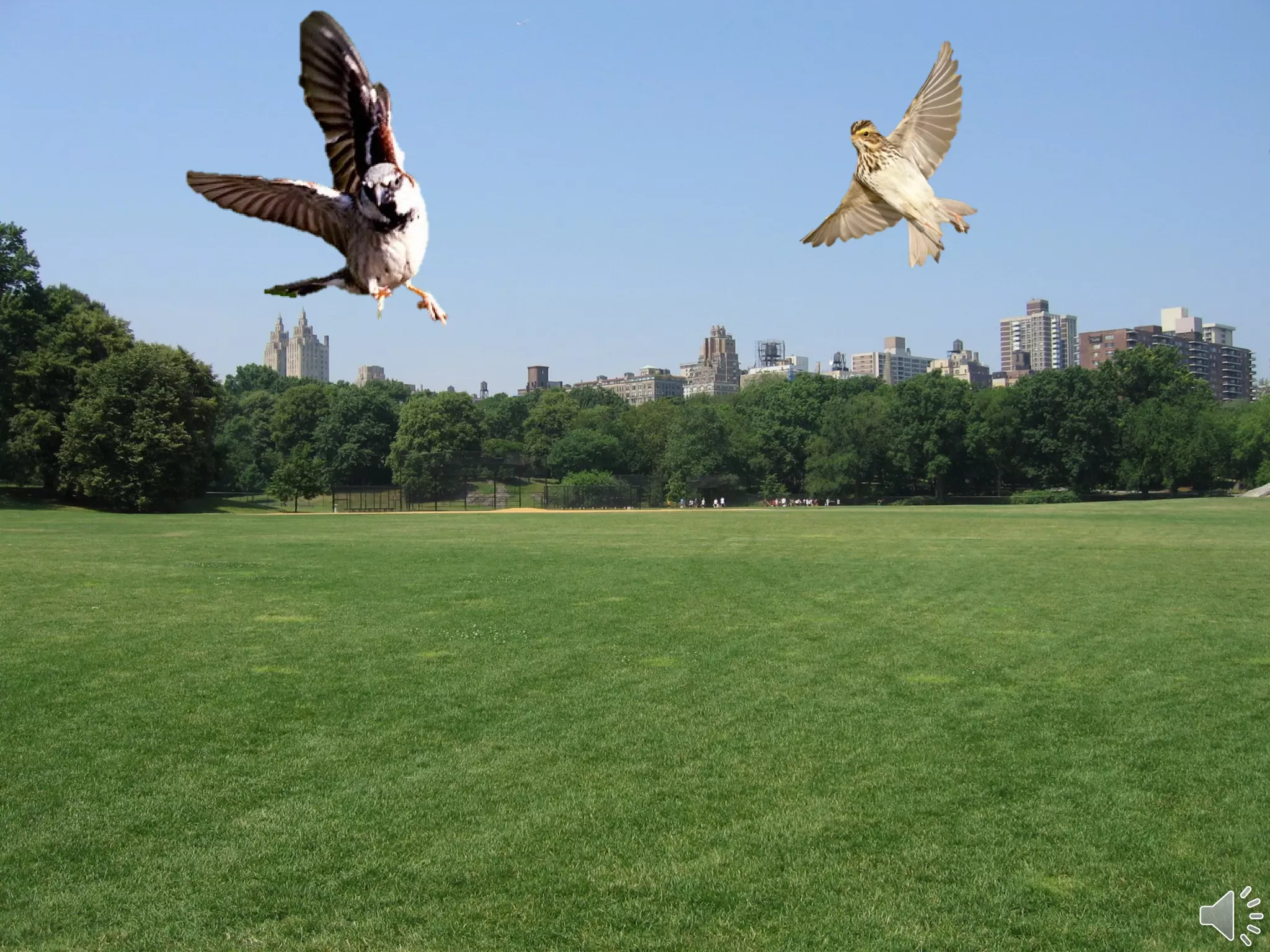 Disappearing Sparrows. | PPT