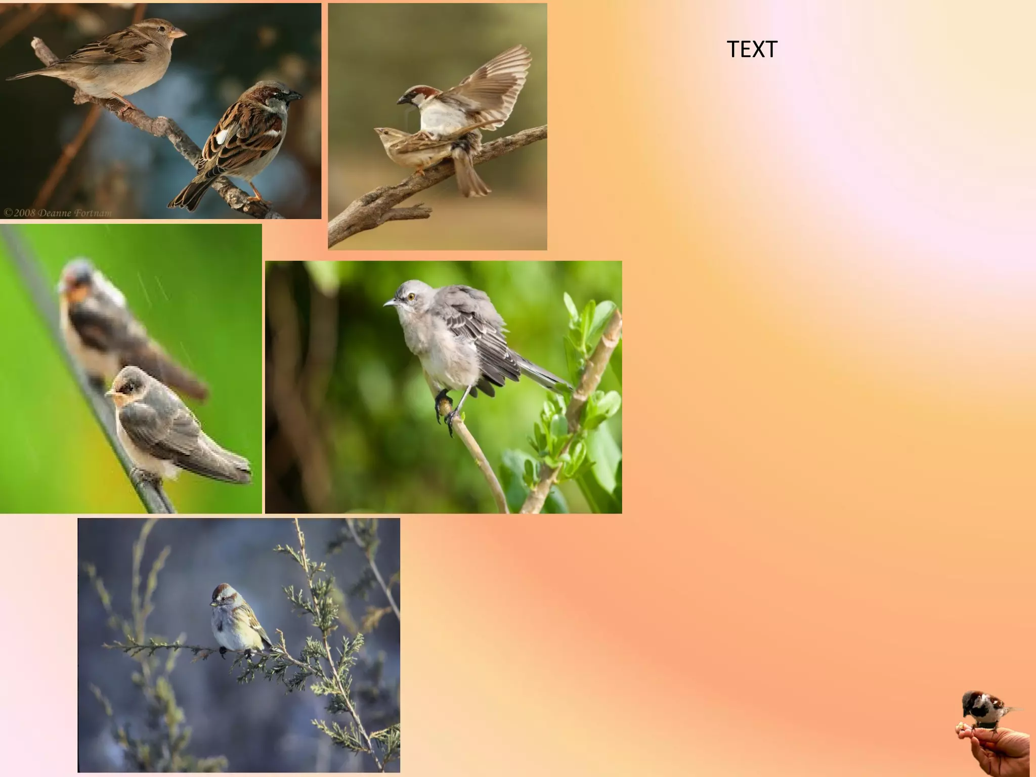 Disappearing Sparrows. | PPT