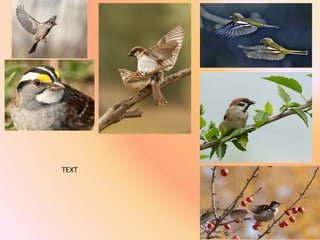Disappearing Sparrows. | PPT